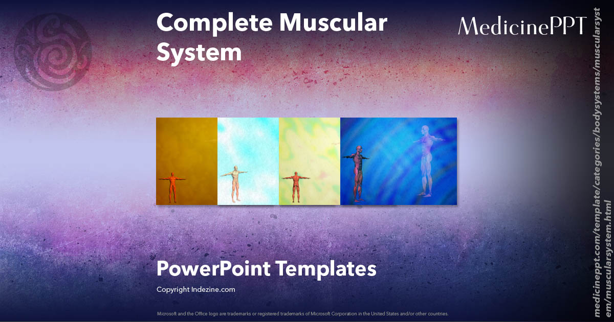 Complete Muscular System - Medicine PowerPoint Templates