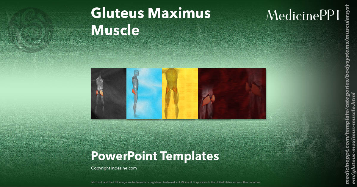 Gluteus Maximus Muscle - Medicine PowerPoint Templates