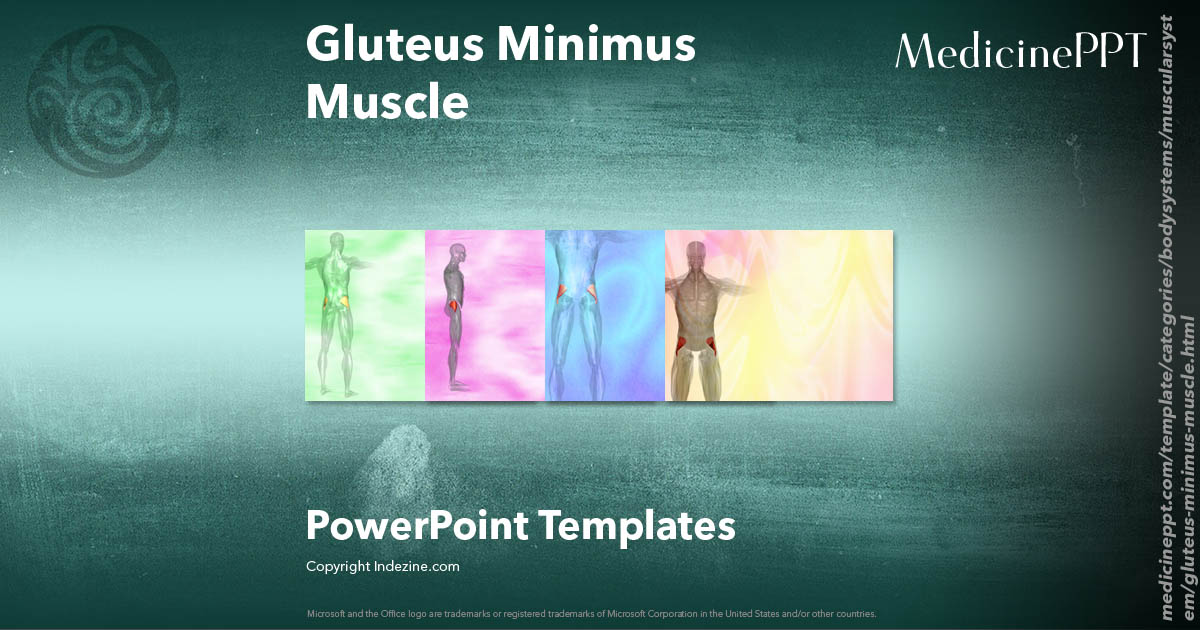 Gluteus Minimus Muscle - Medicine PowerPoint Templates