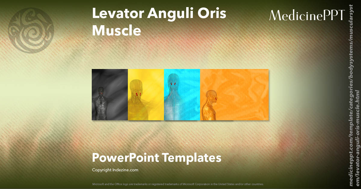 Levator Anguli Oris Muscle - Medicine PowerPoint Templates