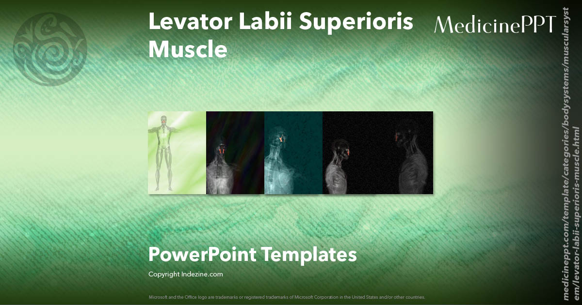Levator Labii Superioris Muscle - Medicine PowerPoint Templates