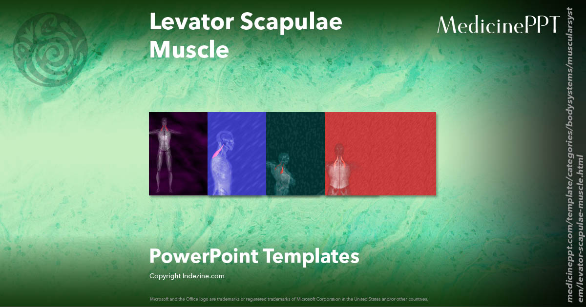 Levator Scapulae Muscle - Medicine PowerPoint Templates
