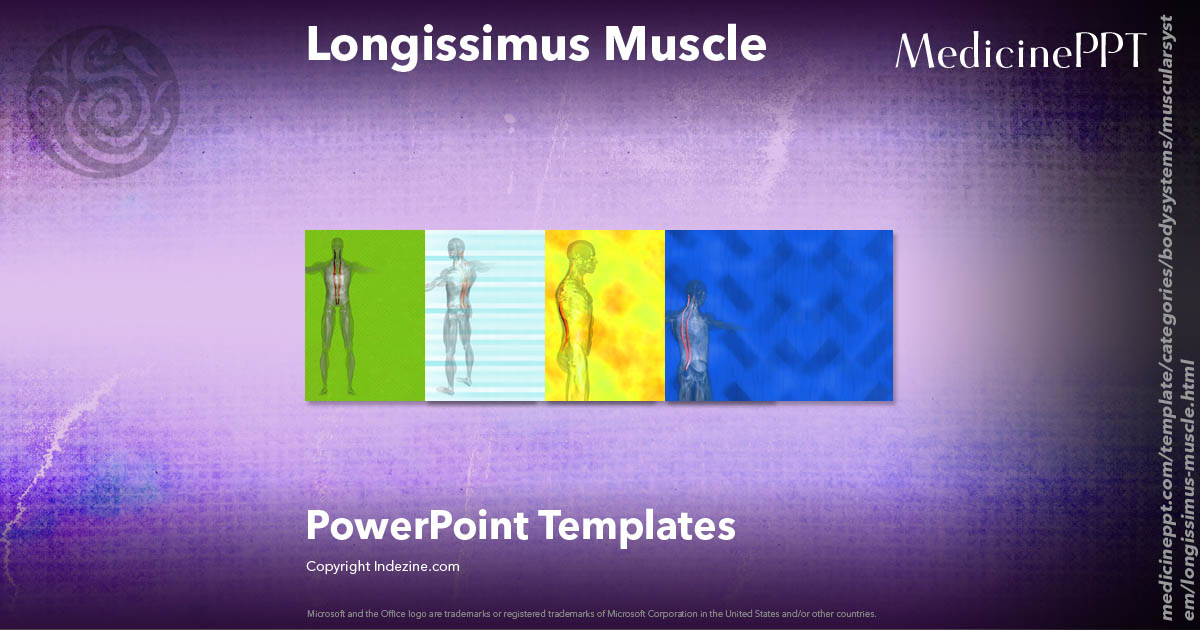 Longissimus Muscle - Medicine PowerPoint Templates