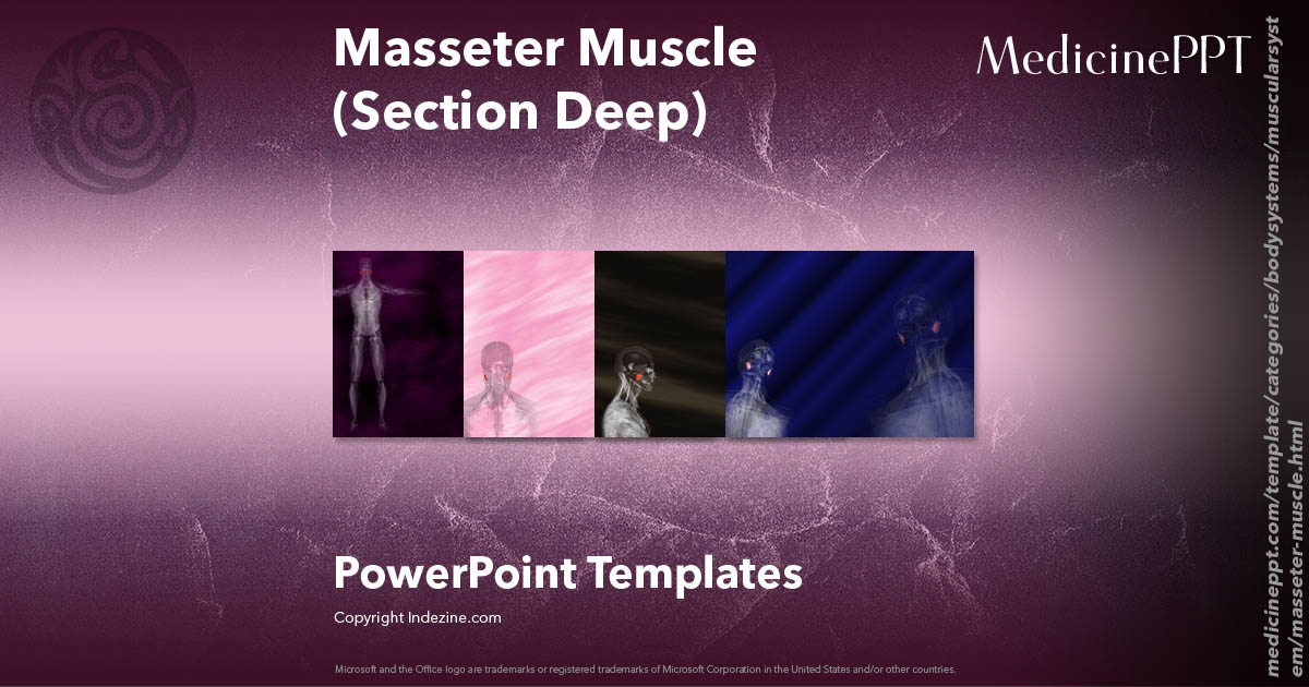 Masseter Muscle (Section Deep) - Medicine PowerPoint Templates