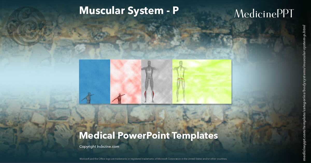 Medicine PowerPoint: Muscular System - P Medicine PowerPoint Templates