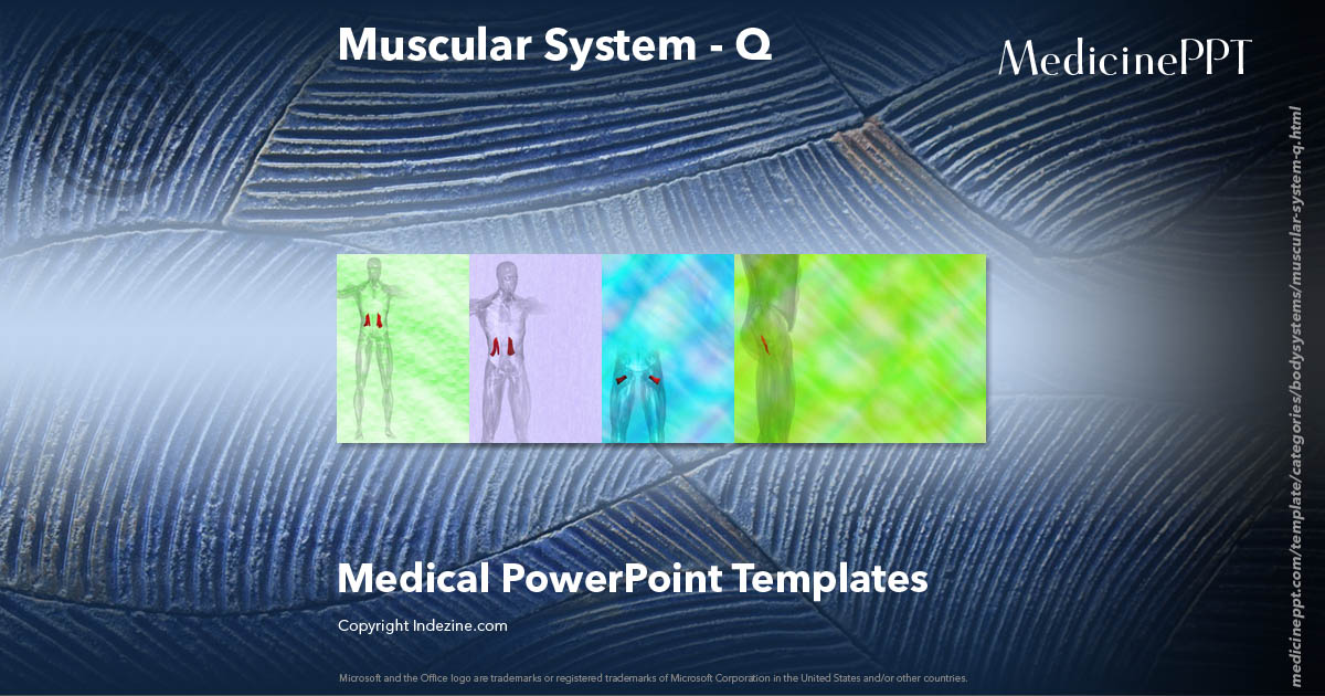 Medicine PowerPoint: Muscular System - Q Medicine PowerPoint Templates