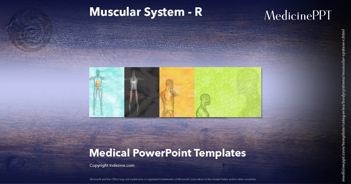 Medicine PowerPoint: Muscular System - R Medicine PowerPoint Templates