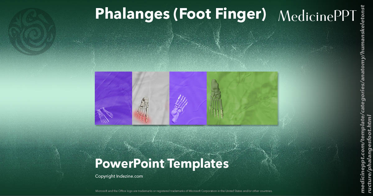 Phalanges (Foot Finger) - Medicine PowerPoint Templates