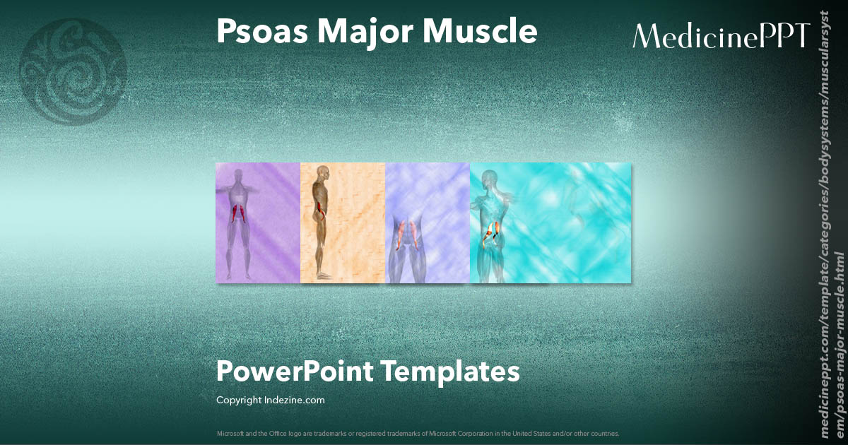 Psoas Major Muscle - Medicine PowerPoint Templates