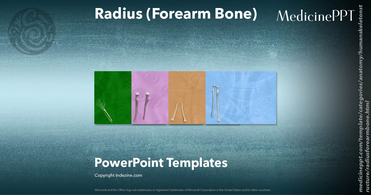 Radius (Forearm Bone) - Medicine PowerPoint Templates