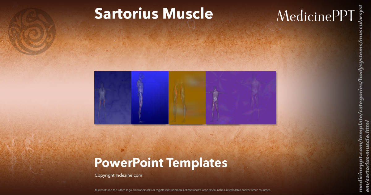 Sartorius Muscle - Medicine PowerPoint Templates