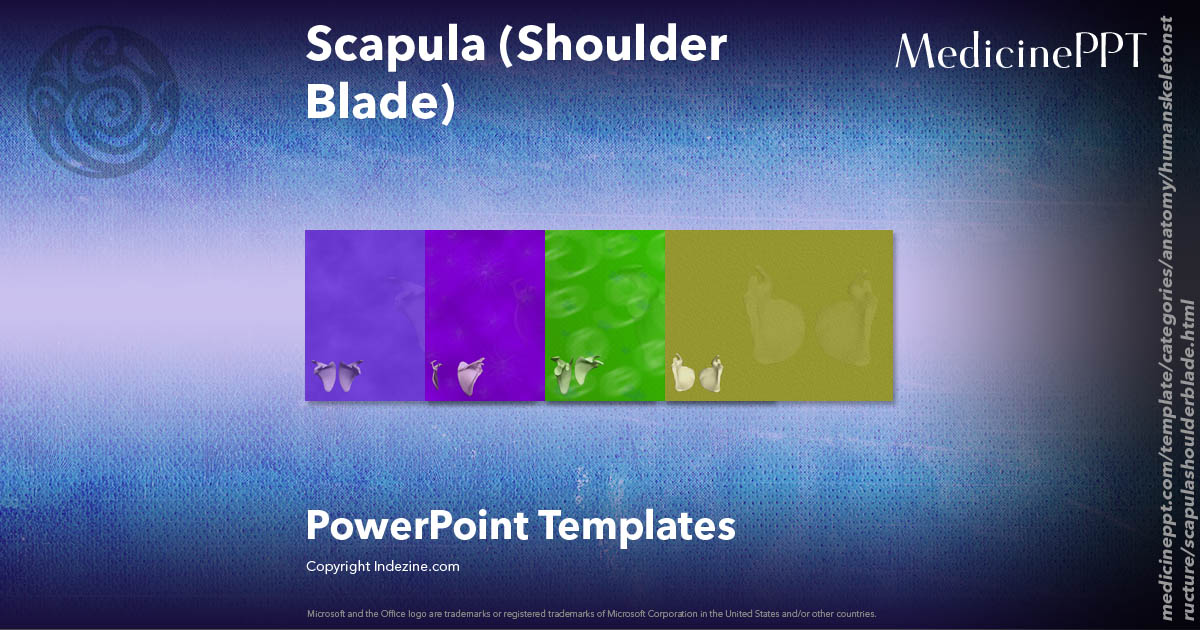 Scapula (Shoulder Blade) - Medicine PowerPoint Templates
