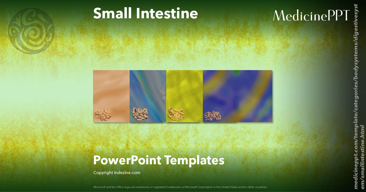Small Intestine - Medicine PowerPoint Templates