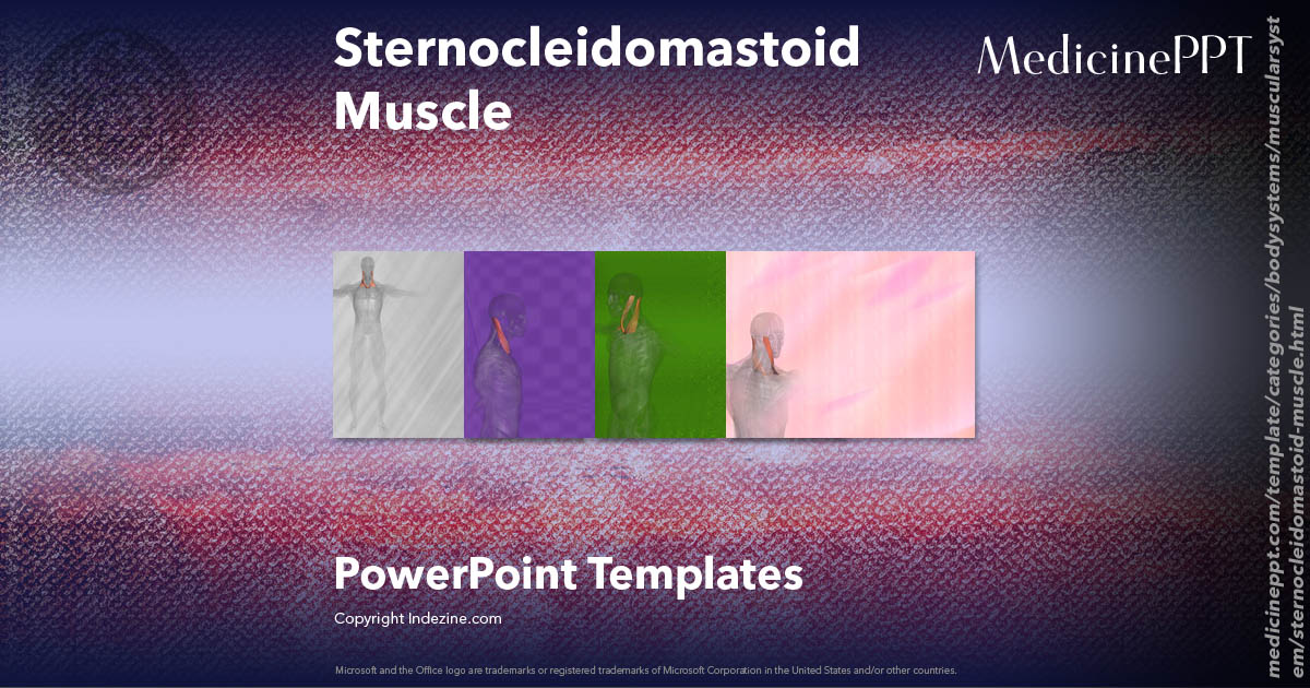 Sternocleidomastoid Muscle - Medicine PowerPoint Templates