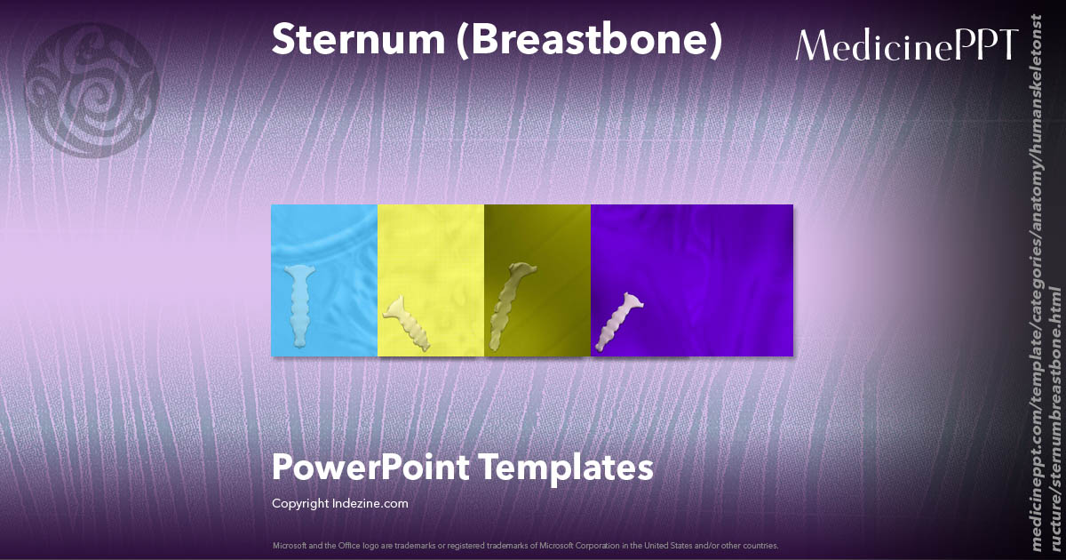 Sternum (Breastbone) - Medicine PowerPoint Templates