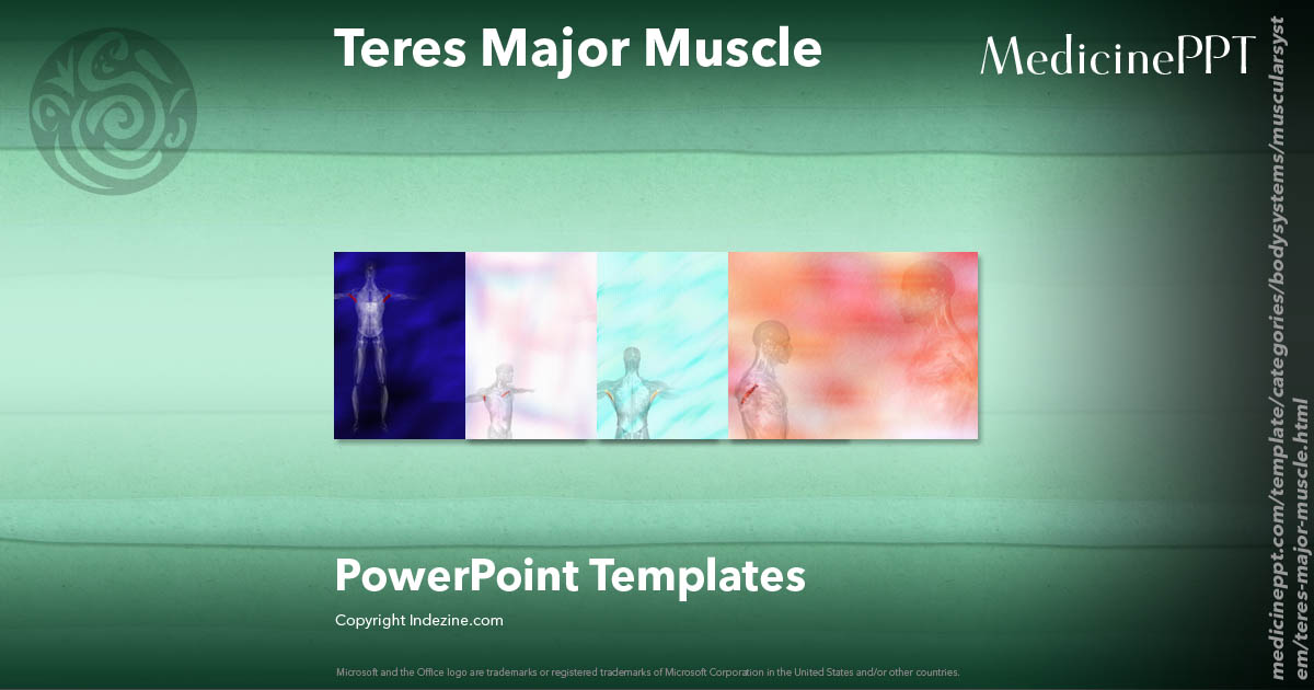 Teres Major Muscle - Medicine PowerPoint Templates