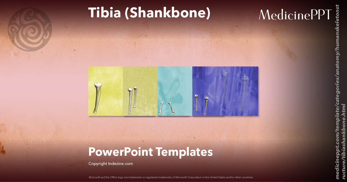 Tibia (Shankbone) - Medicine PowerPoint Templates