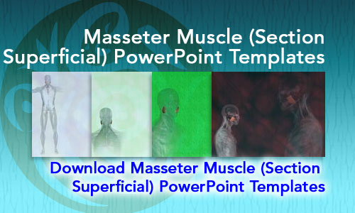 Masseter Muscle (Section Superficial) Medicine PowerPoint Templates