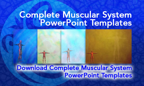 Complete Muscular System Medicine PowerPoint Templates