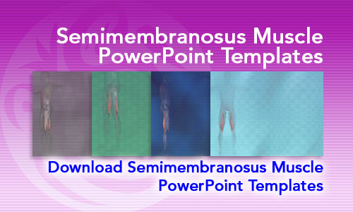 Semimembranosus Muscle Medicine PowerPoint Templates