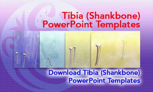 Tibia (Shankbone) Medicine PowerPoint Templates