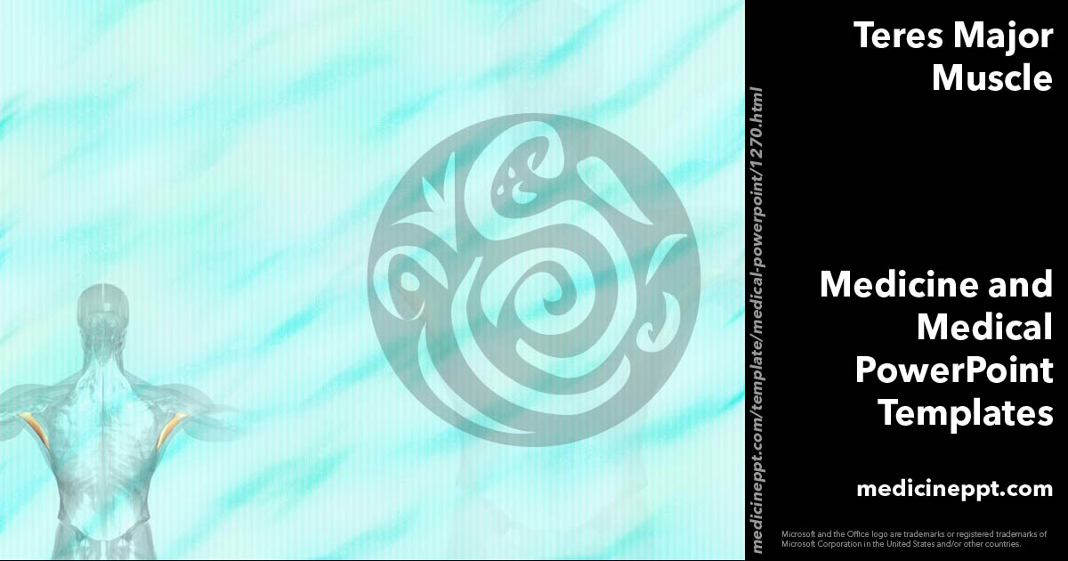 Teres Major Muscle 03 - Medicine PowerPoint Templates