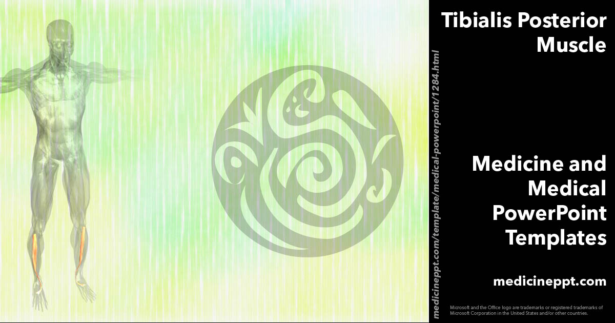 Tibialis Posterior Muscle 01 - Medicine PowerPoint Templates
