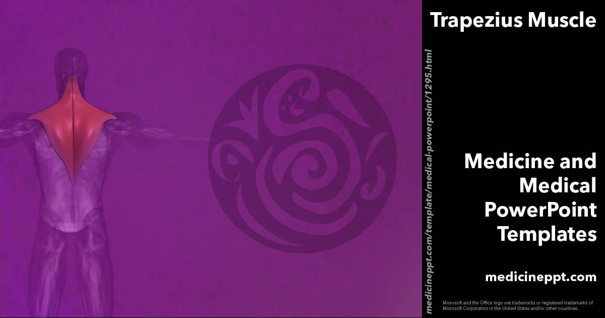 Trapezius Muscle 04 - Medicine PowerPoint Templates