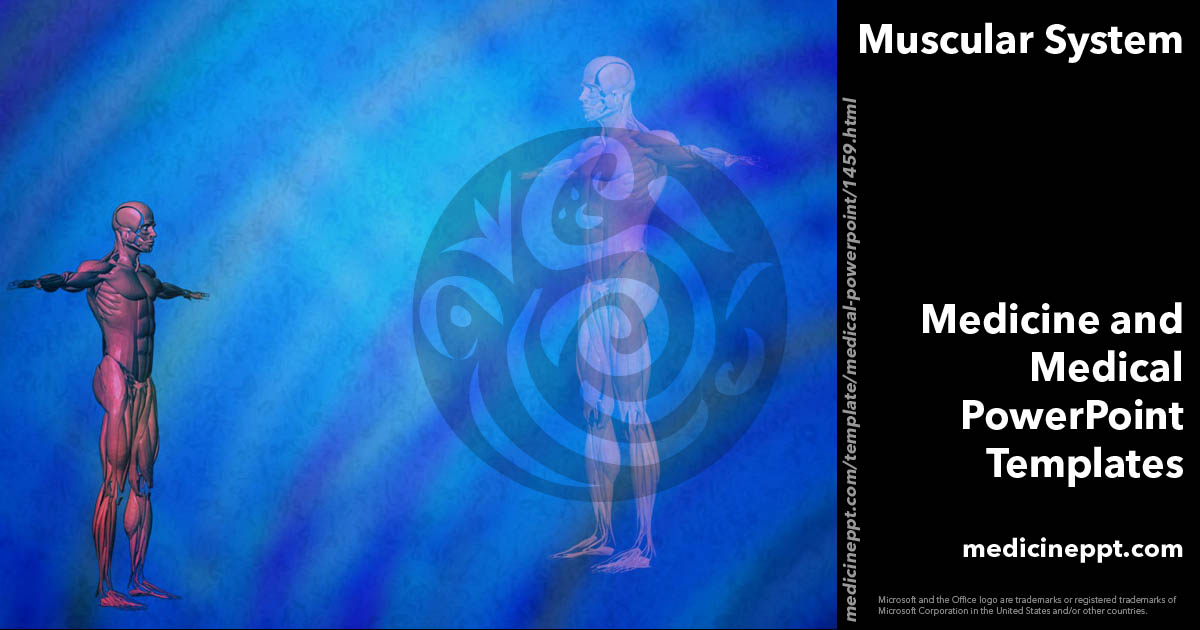 Muscular System 04 - Medicine PowerPoint Templates