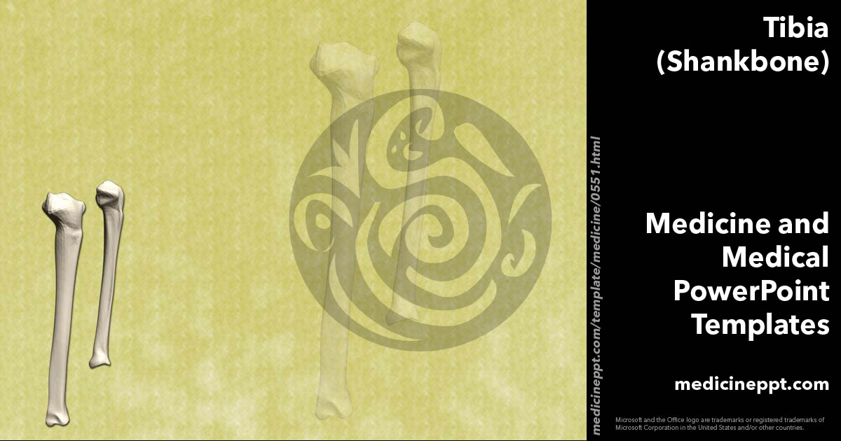 Tibia (Shankbone) 02 - Medicine PowerPoint Templates