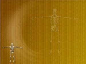 Human Skeleton 09 - Medicine PowerPoint Templates