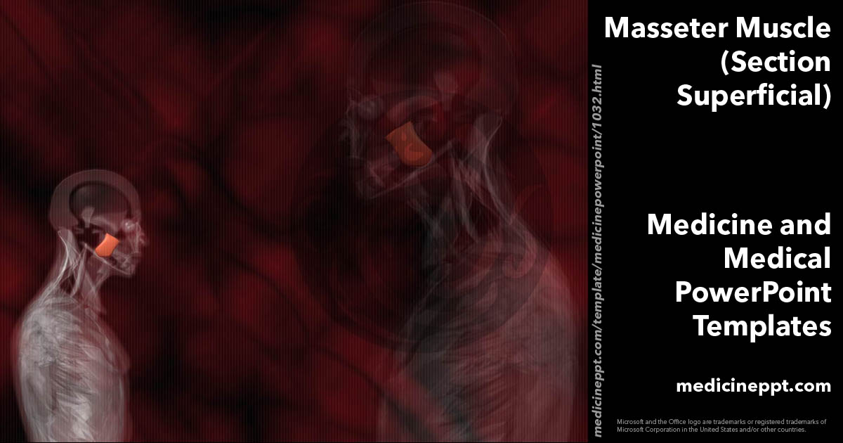 Masseter Muscle (Section Superficial) 01 - Medicine PowerPoint Templates