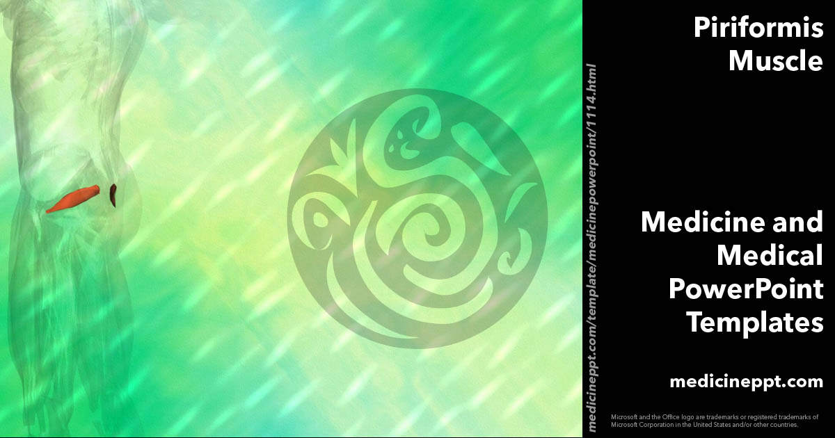 Piriformis Muscle 03 - Medicine PowerPoint Templates