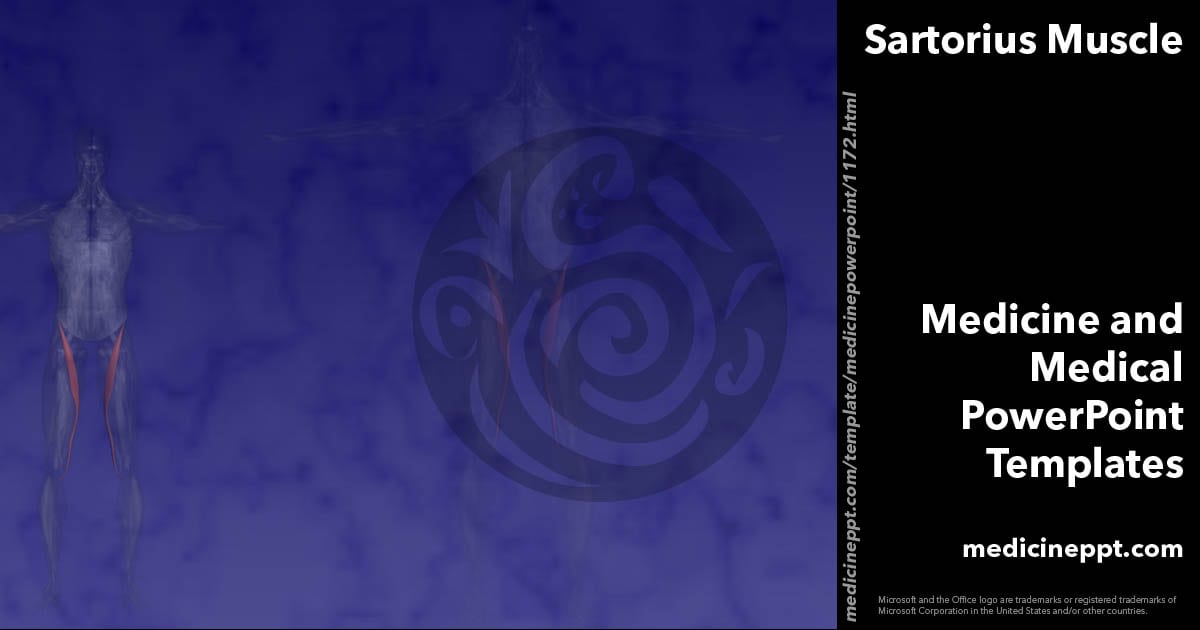 Sartorius Muscle 01 - Medicine PowerPoint Templates